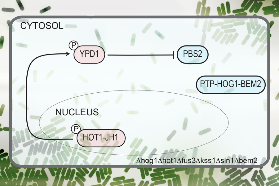 Synthetic biology circuits can respond within seconds Synthetic biology circuits can respond within seconds